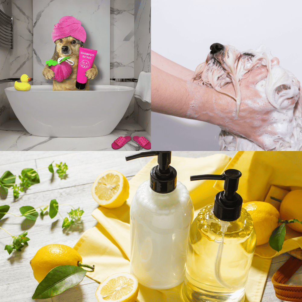 Read Our Top Picks for the Best Dog Shampoos