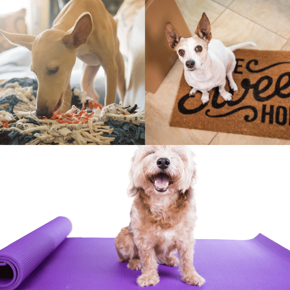 Dog talking button mat.